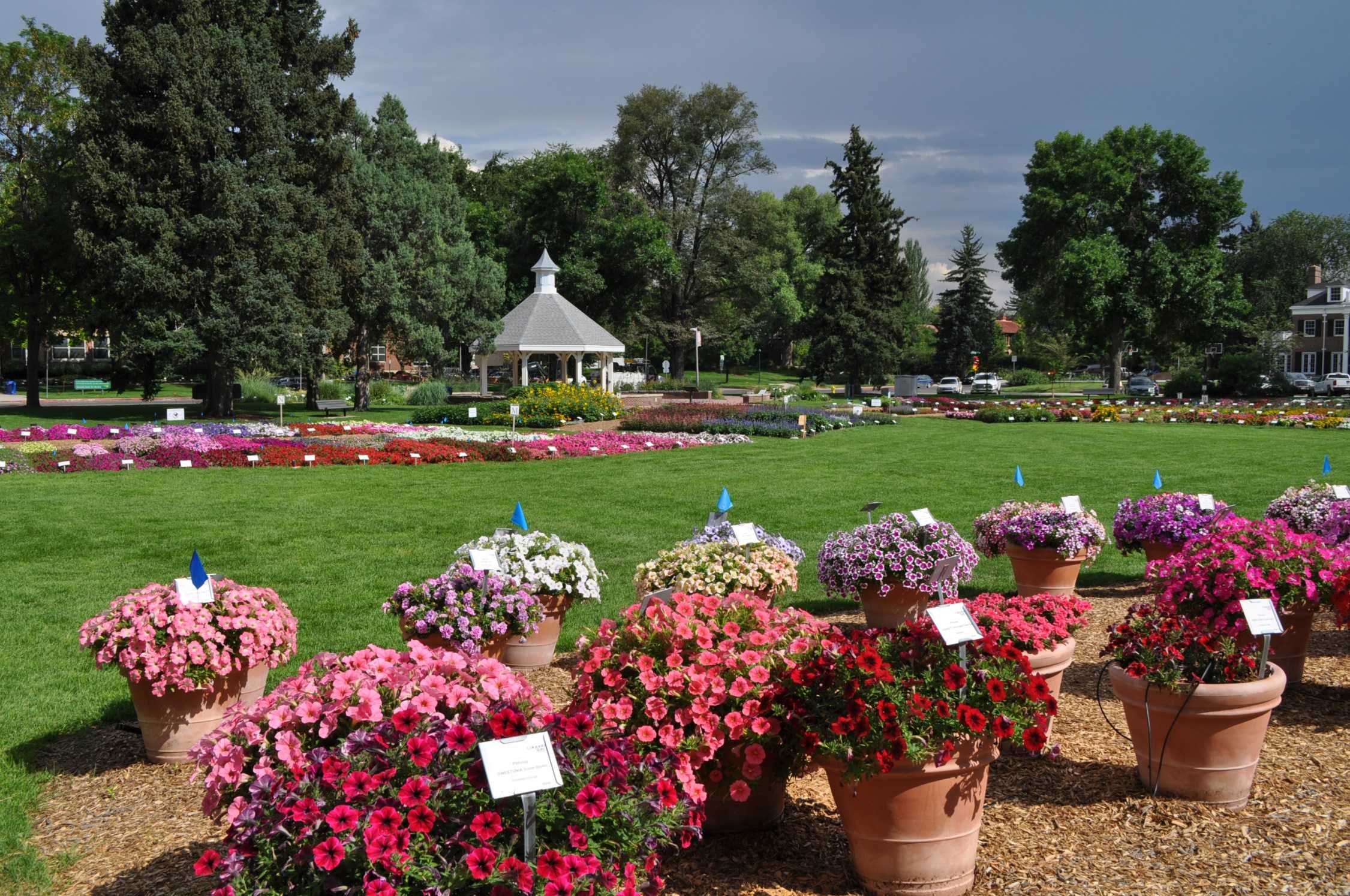 Growing Stronger: CSU's Flower Trial Garden - College Avenue Magazine