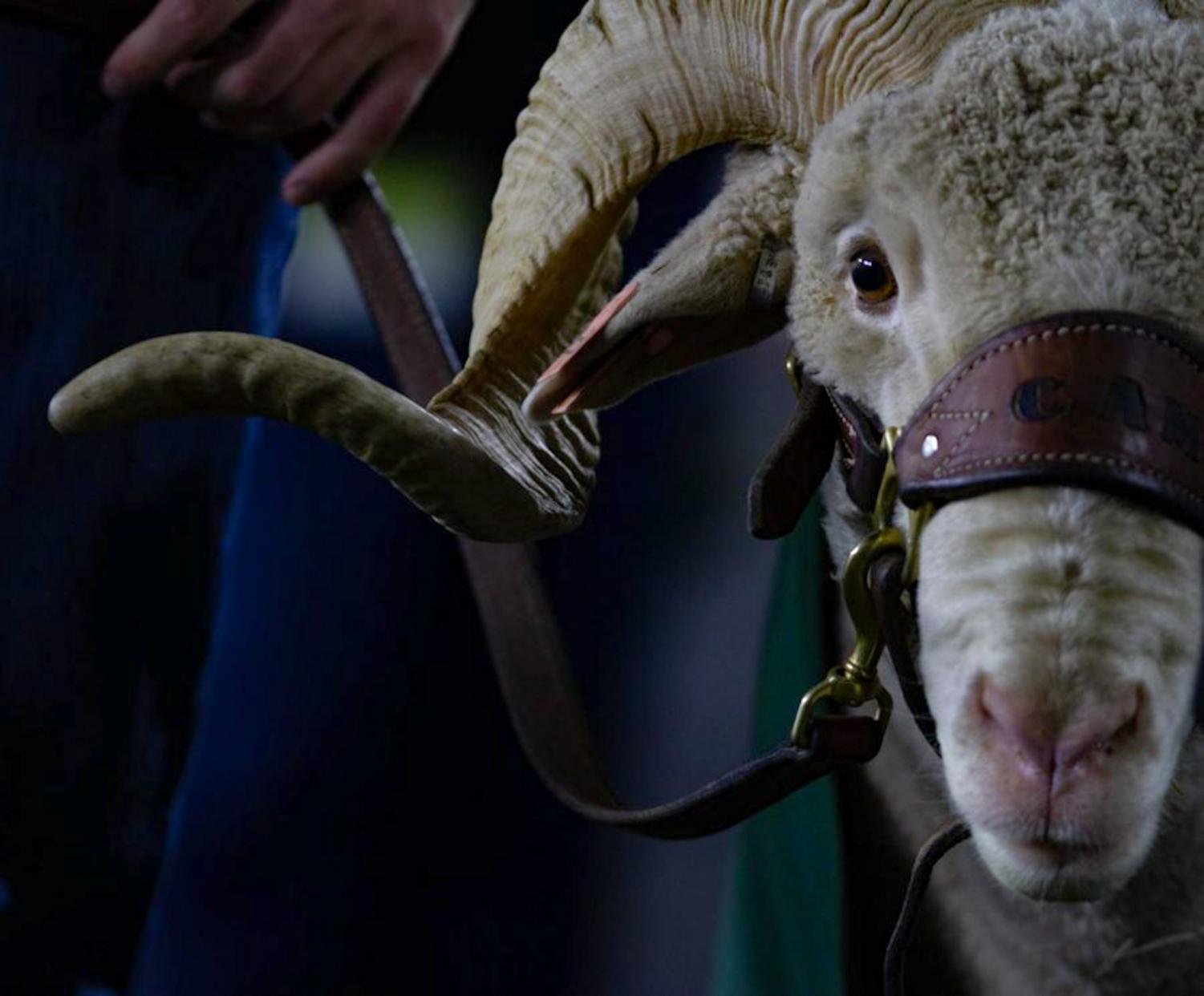 The Aggie Era: CSU's Beginning History as an Agricultural and ...
